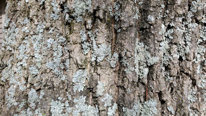 Ash Tree Close Up with Lichen Growing on it Stock Image - Image of ...