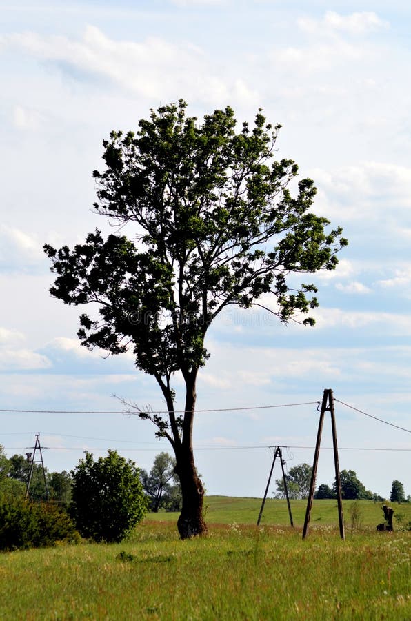 Ash tree in a field stock image. Image of drzewa, trawa - 54812167