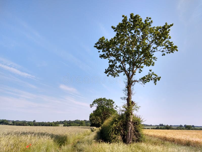 Ash Tree - Fraxinus Excelsior, Barley and Wheat Fields, Norfolk ...