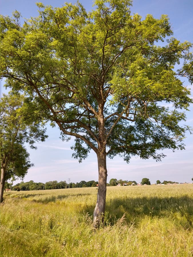 Ash Tree - Fraxinus Excelsior, Wheat and Barley Fields, Norfolk ...