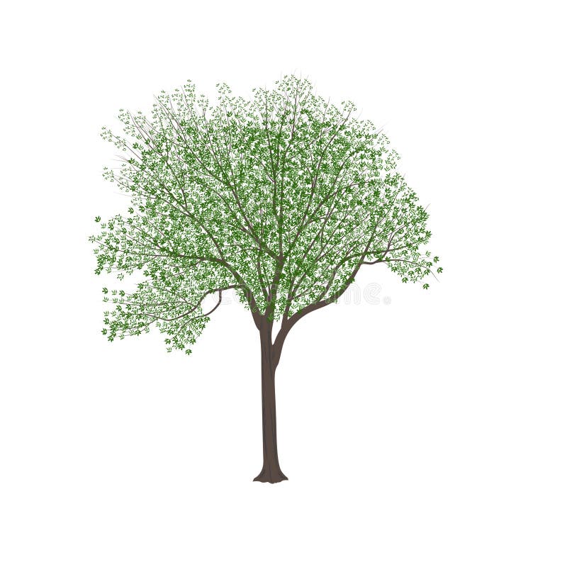 Ash-tree with green leaves stock vector. Illustration of nature - 81487953