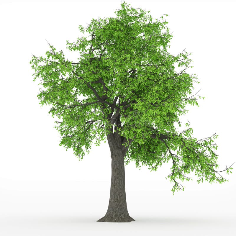 Ash tree stock illustration. Illustration of summer, resolution - 30403111