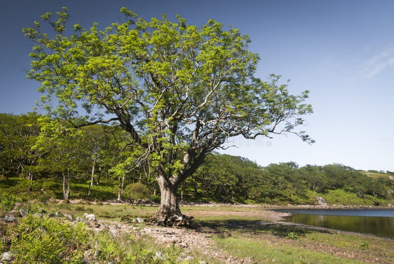 The Ash Tree stock photo. Image of scottish, biology - 78734216