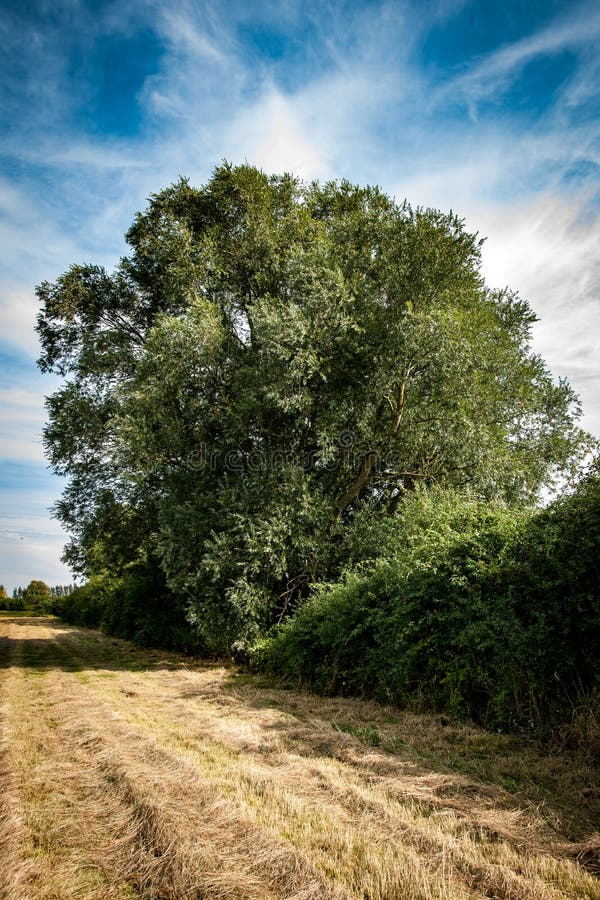 Ash tree stock photo. Image of agriculture, large, excelsior - 77206856