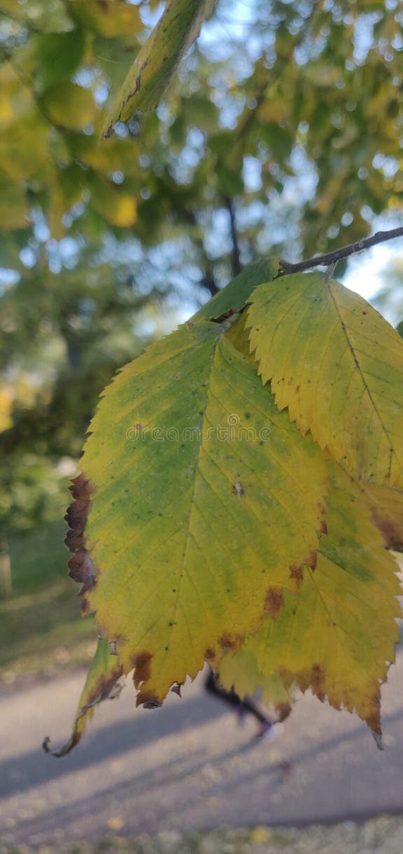 Ash tree leaf stock photo. Image of yellow, nature, autumn - 259305914