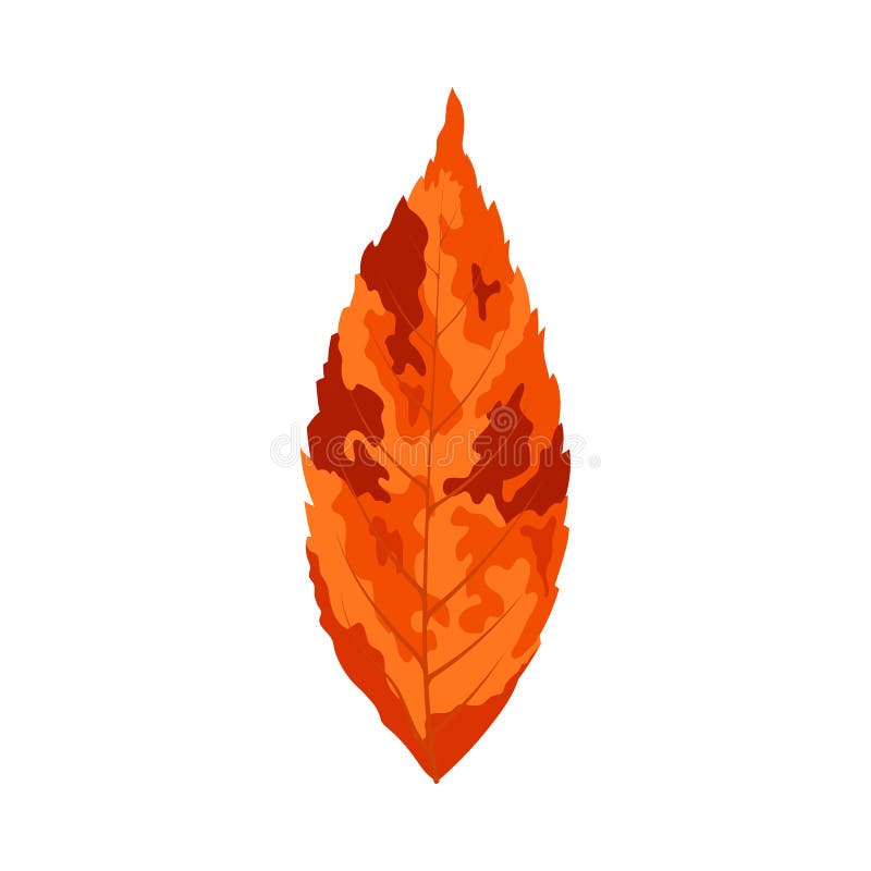 Ash-Tree Leaf stock vector. Illustration of autumn, catplants - 257578562