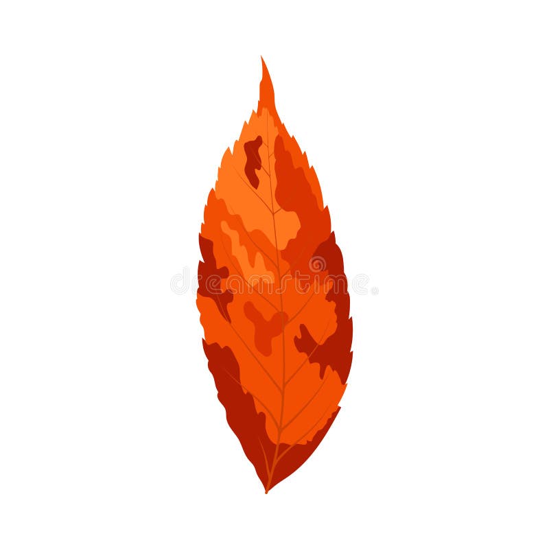 Ash-Tree Leaf stock vector. Illustration of botany, color - 257578589