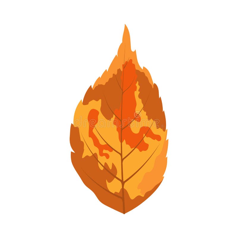 Ash-Tree Leaf stock vector. Illustration of macro, orange - 257578610