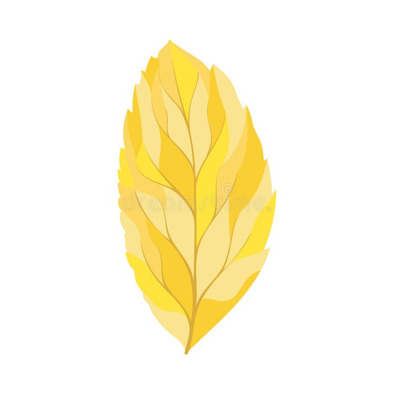 Ash-Tree Leaf stock vector. Illustration of fall, beautiful - 258252848