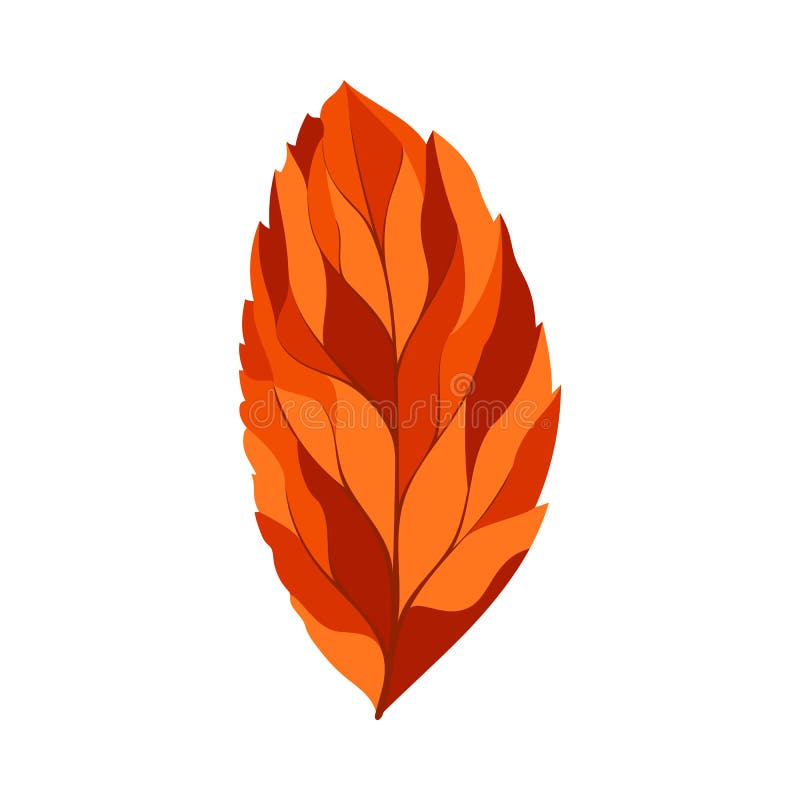 Ash-Tree Leaf stock vector. Illustration of color, ashtree - 258252866