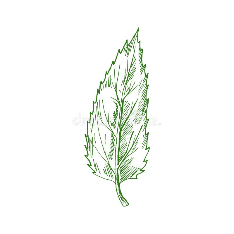 Ash Tree Leaf Isolated Sketch. Vector Elm Leafage Stock Vector ...