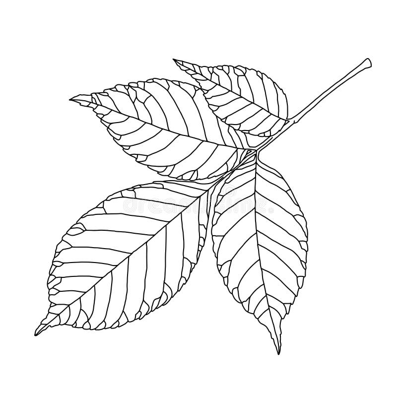 Ash Tree Leaf Line Drawing with Decorative Veining Vector Art ...