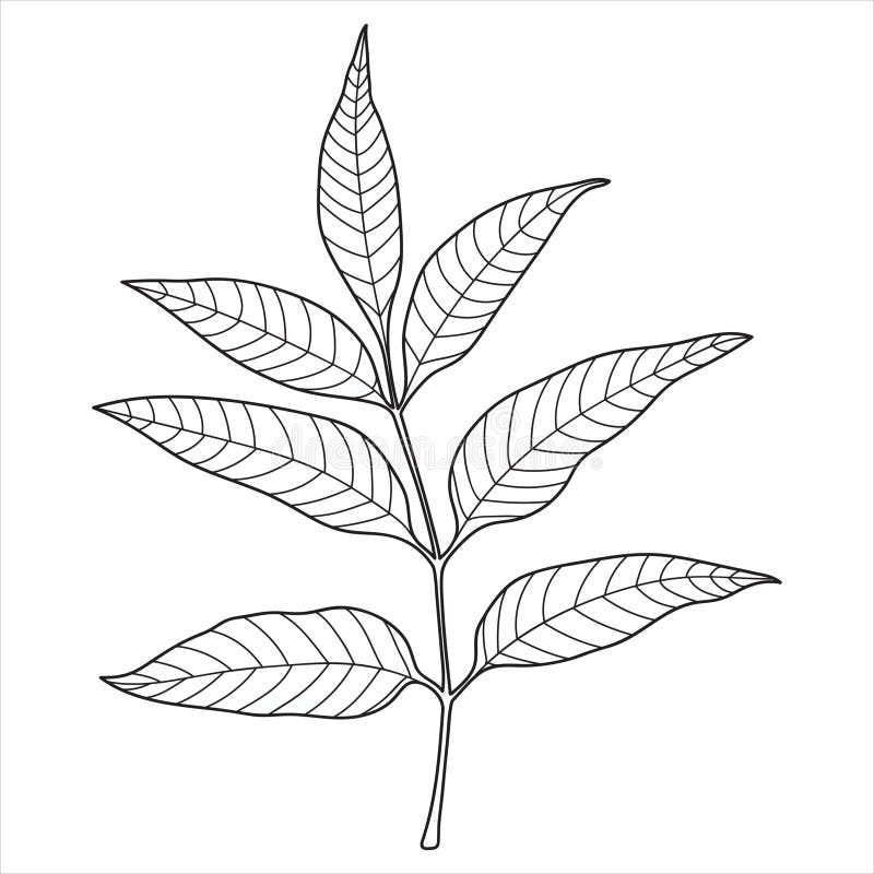 Ash Tree Leaf Outline, Vector Botanical Illustration. Stock Vector ...