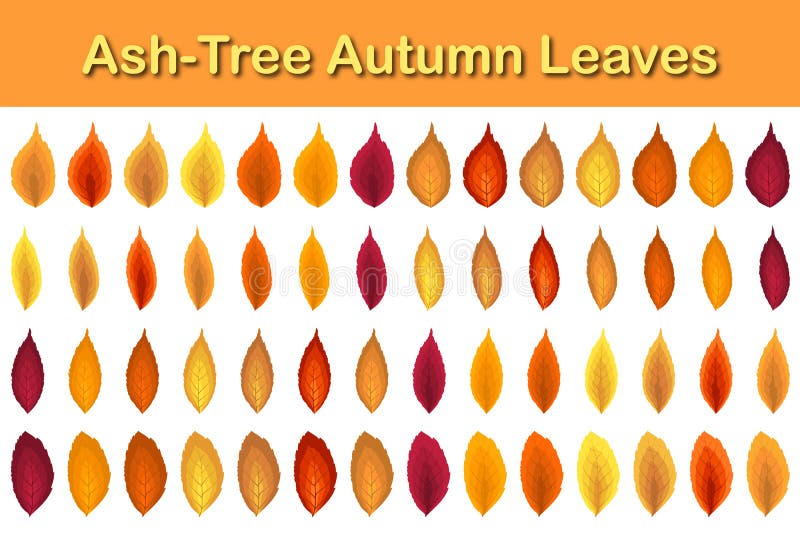 Ash-Tree Leaf Set stock illustration. Illustration of branch - 259300638