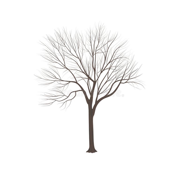 Tree Ash Trees Stock Illustrations – 2,682 Tree Ash Trees Stock ...