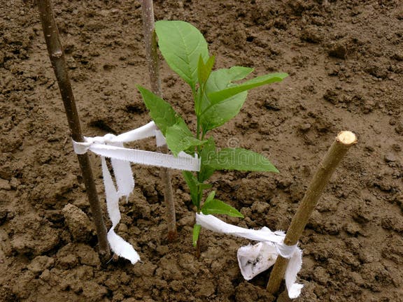 Ash-tree sapling stock image. Image of ecology, soil - 41704911