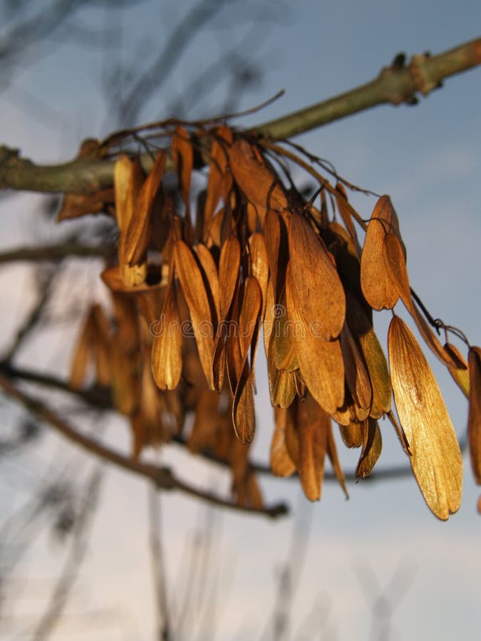 Ash tree seed stock photo. Image of seed, bough, spring - 4444600