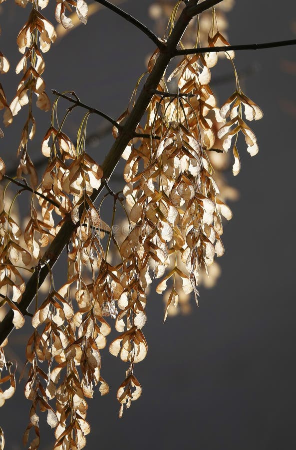 Ash tree with seeds stock image. Image of plant, shooting - 275141457