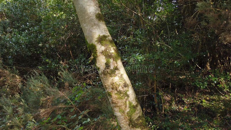 Ash Tree and Sign Explaining it in Irish and English Including ...