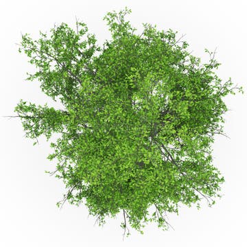 Ash tree top stock illustration. Illustration of texture - 30326771