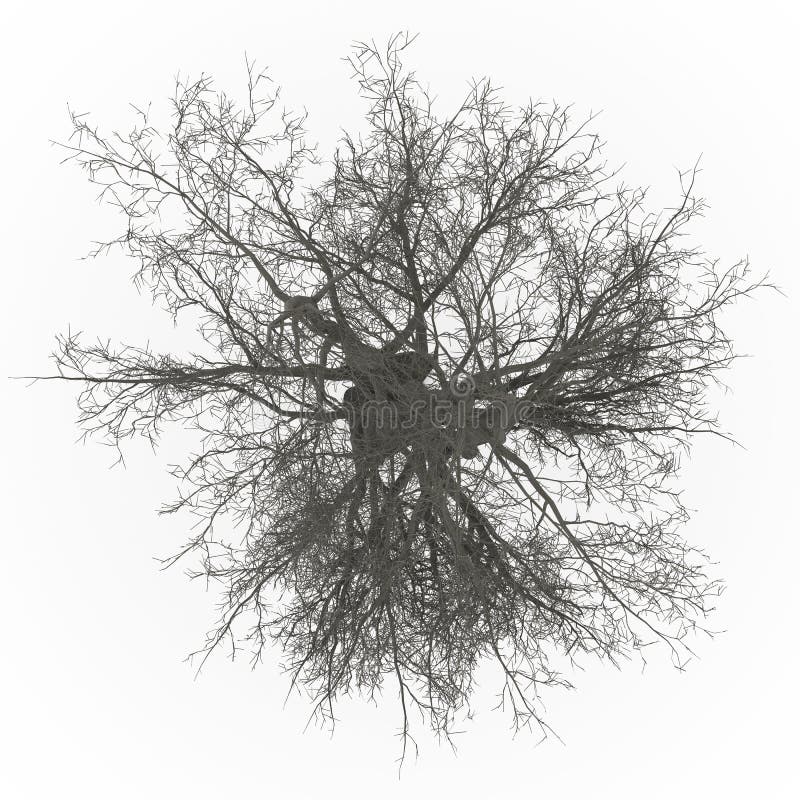 Ash tree top leafless stock illustration. Illustration of branches ...