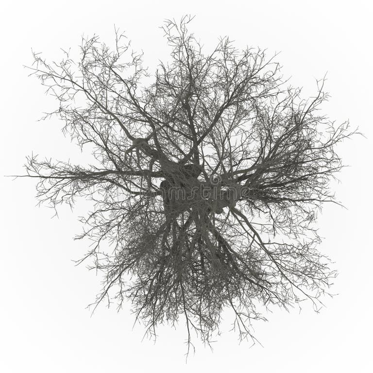 Ash tree top leafless stock illustration. Illustration of branches ...