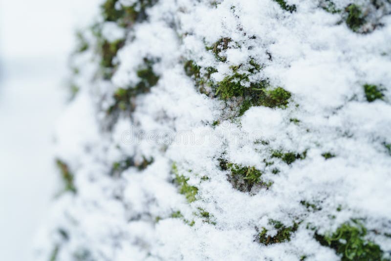 Ash Tree Trunk Close Up Winter Photo Stock Image - Image of winter ...