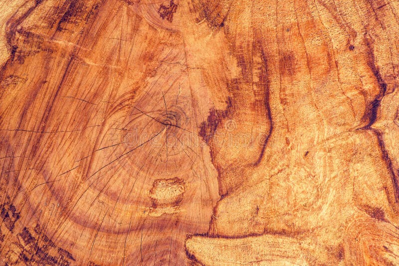 20,462 Tree Cross Section Stock Photos - Free & Royalty-Free Stock ...