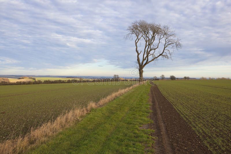 Ash tree and wheat stock image. Image of crops, farming - 35609895