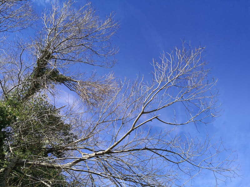 Ash Tree White Bare Branches in February Bright Blue Sky White Clouds ...
