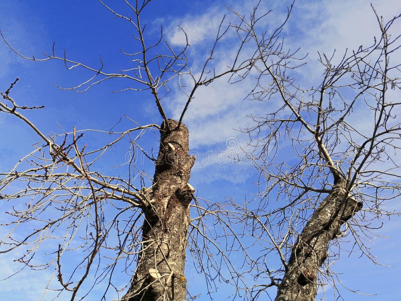 Ash Trees Bare Branches Twigs Blue Sky White Clouds Stock Photo - Image ...