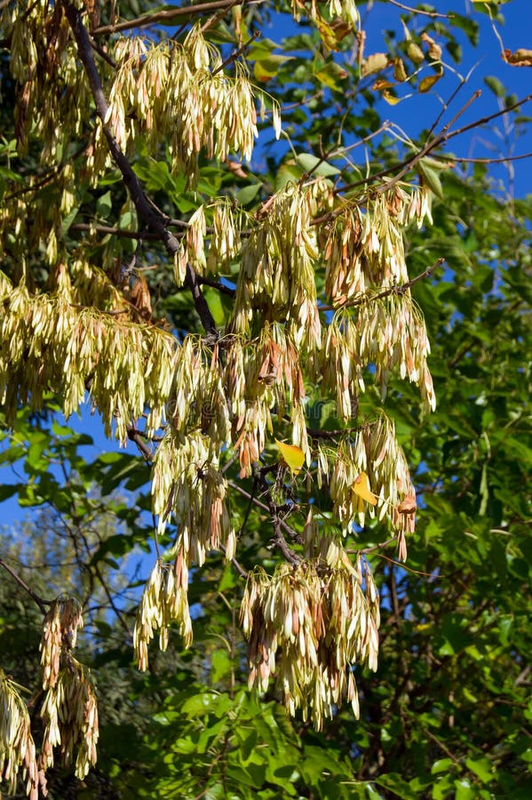 Ash trees stock photo. Image of summer, rowan, spring - 78391094