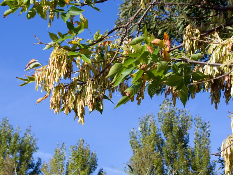 Ash trees stock photo. Image of leaf, orange, pollen - 78391114