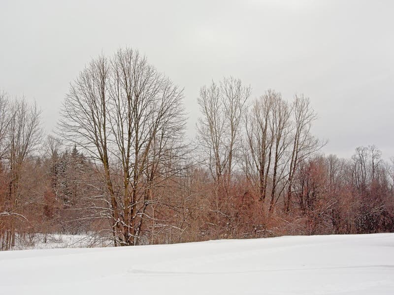 Ash Trees and Spruce Trees in a Snow Covered Forest in Canada Stock ...