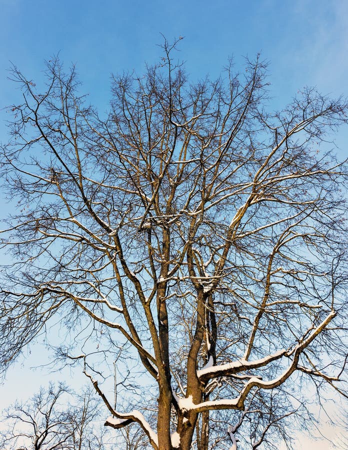 Ash trees in winter stock image. Image of blue, winter - 207911615