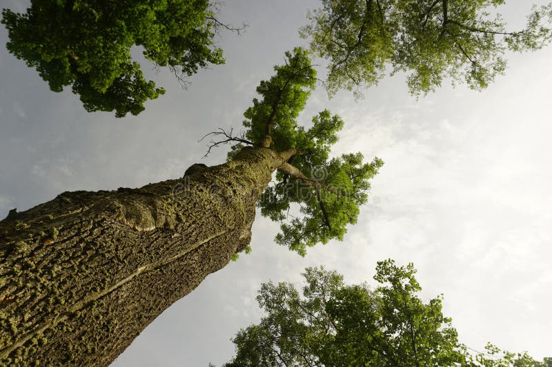Ash trunk. Old tall tree stock image. Image of jungle - 282097379