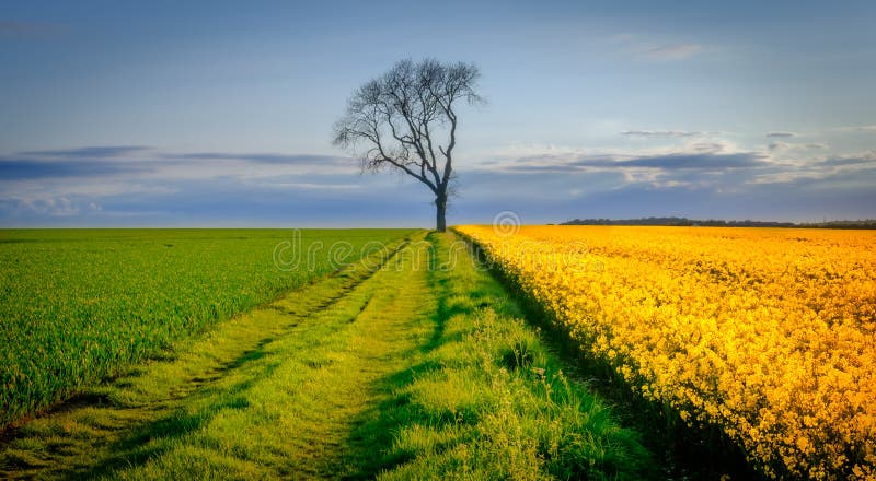 Ash between Two Fields stock photo. Image of barley - 175595088