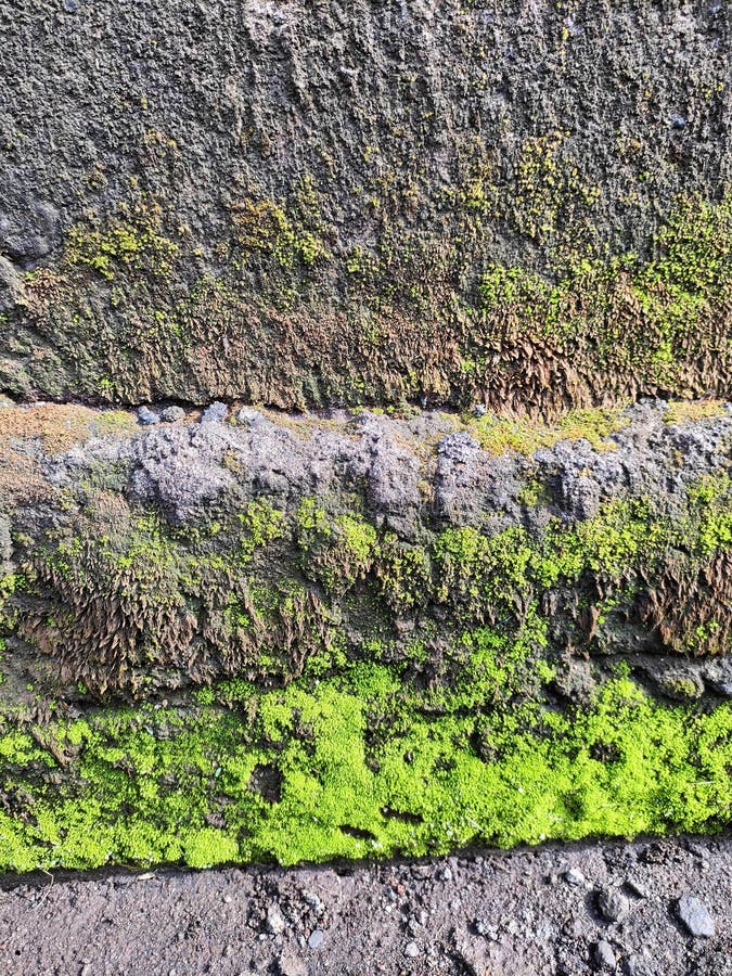 Ash Walls Overgrown with Green Moss Stock Photo - Image of moss, walls ...