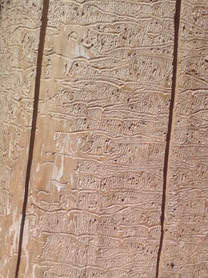 1,084 Ash Falling Stock Photos - Free & Royalty-Free Stock Photos from ...