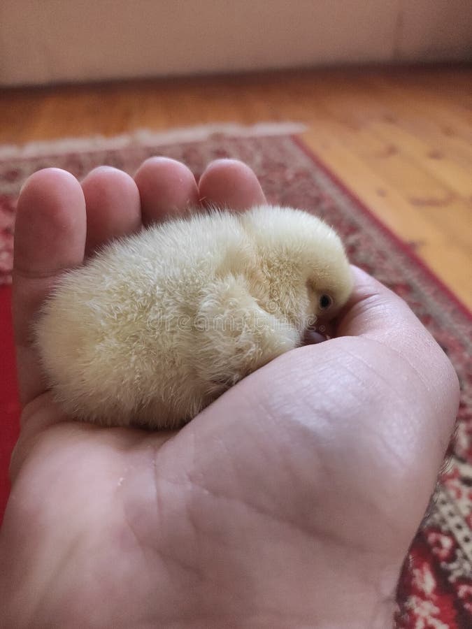 Ashamed New Born Chicken Pose Stock Image - Image of chicken, nose ...
