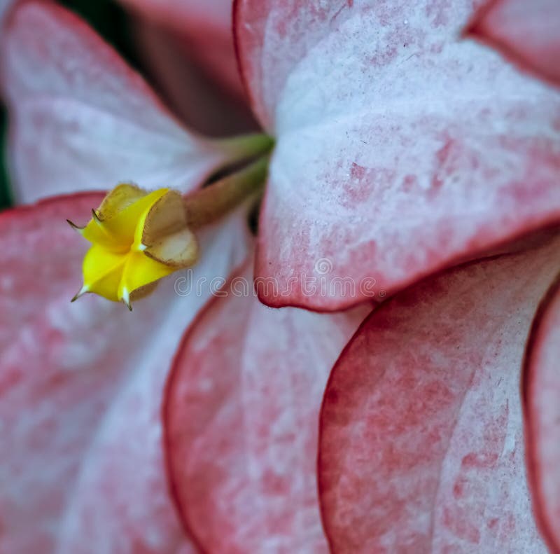 Ashanti Blood Bloom stock image. Image of nature, flora - 255258169