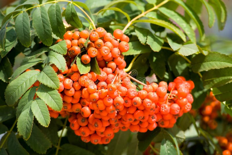 Ashberry stock photo. Image of bunch, ashberry, fruit - 10775758