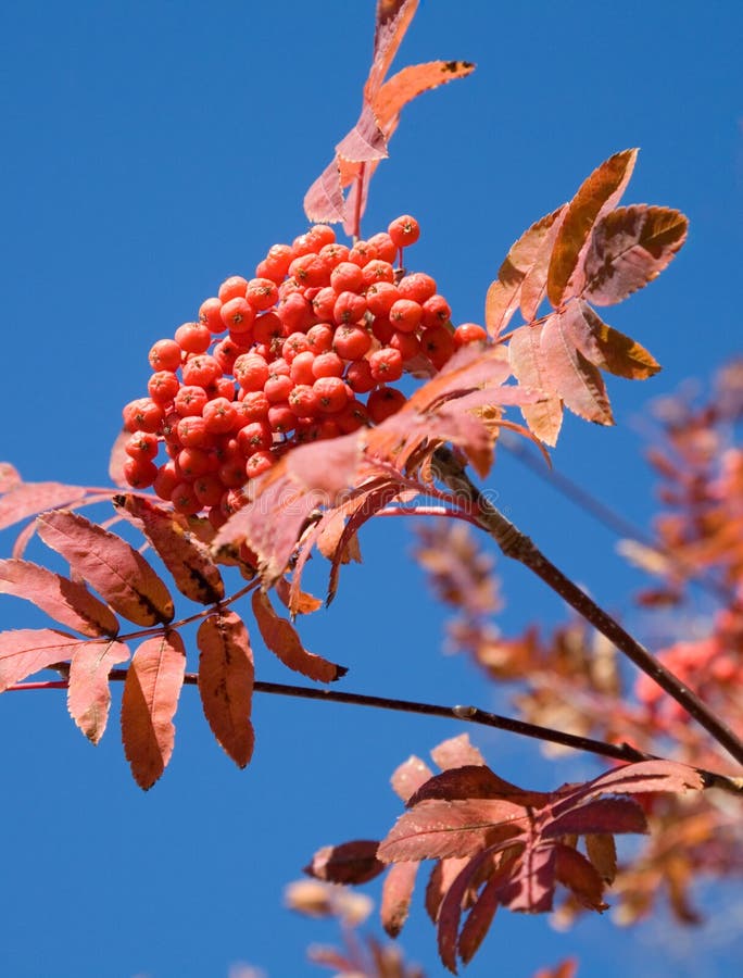 Ashberry stock image. Image of berry, autumn, leaves - 11361359