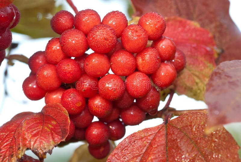 Ashberry stock photo. Image of food, garden, fruit, leaf - 12040112