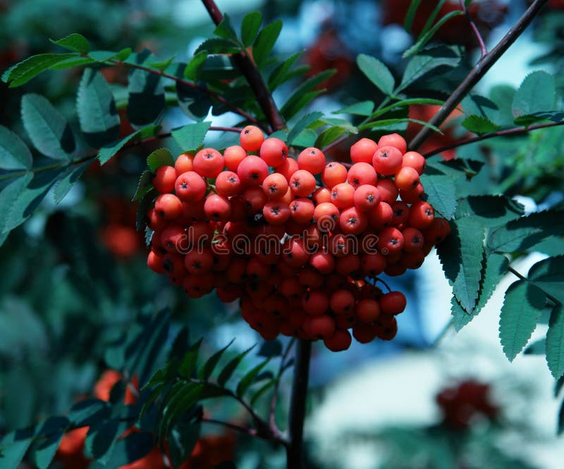 The Ashberry stock photo. Image of green, ashberry, berry - 16689502