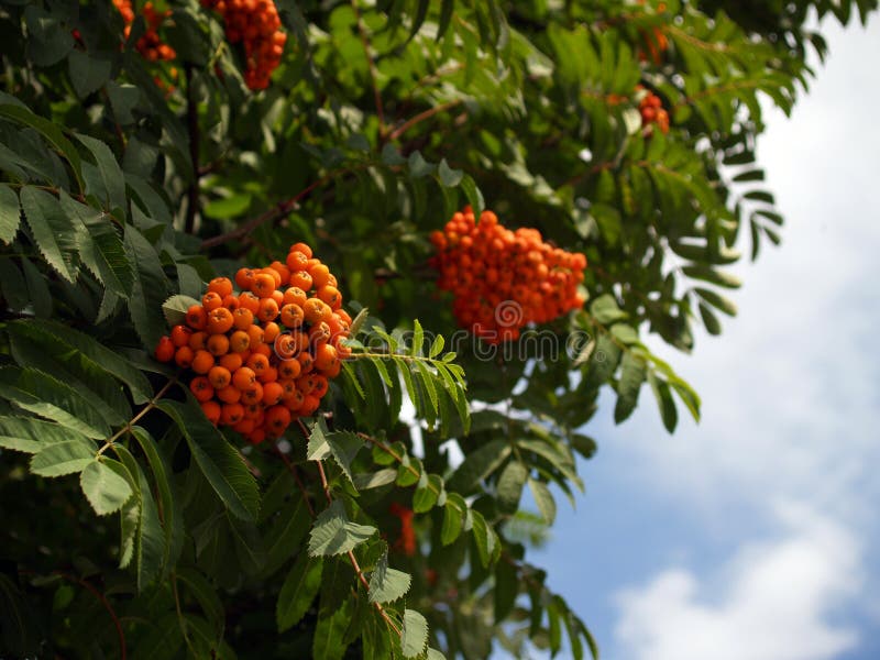 Ashberry Image. Image: 193201