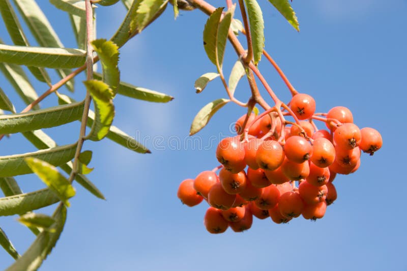 Ashberry stock image. Image of plant, agriculture, farm - 21327131