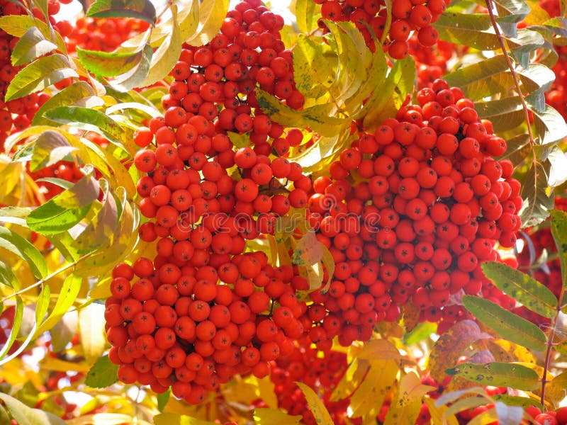Ashberry stock photo. Image of bough, ashberry, bunch, leaf - 275996