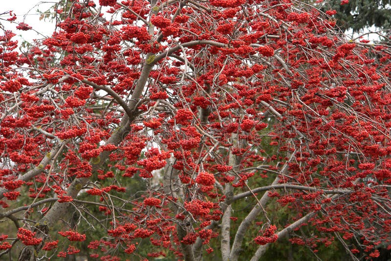 Ashberry stock photo. Image of mountain, ashberry, herry - 7266546