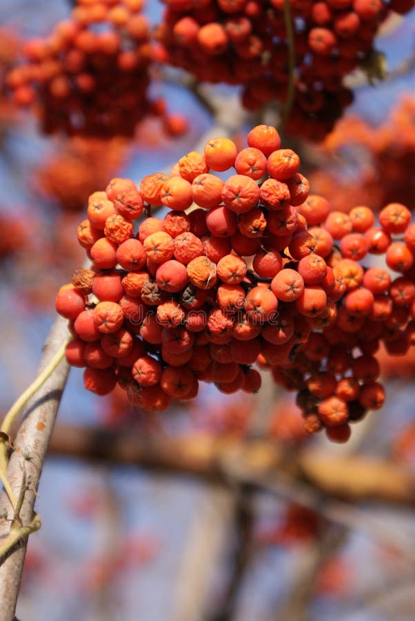 Ashberry stock image. Image of life, rowan, ashberry, branch - 7572413